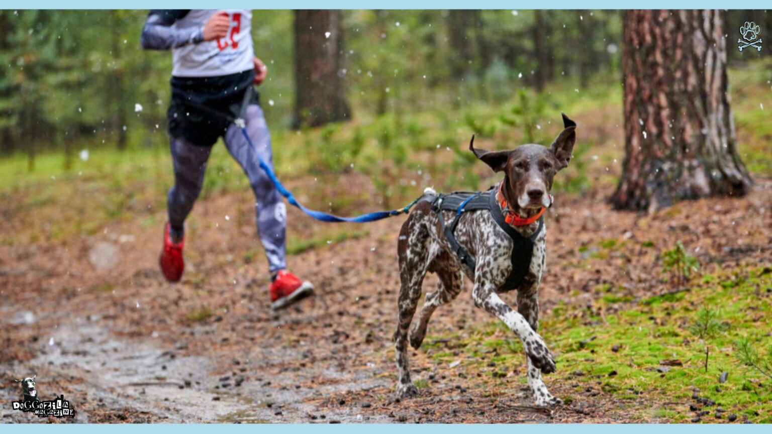 Cross Country Running with Dogs: Canicross Guide • Doggozila Magazine