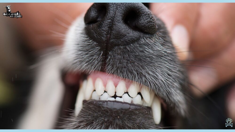 Dog Teeth Chattering: Causes, Care & Prevention • Doggozila Magazine