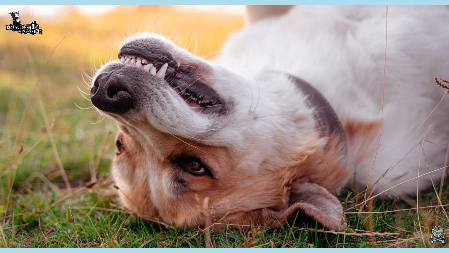 Dog Teeth Chattering: Causes, Care & Prevention • Doggozila Magazine
