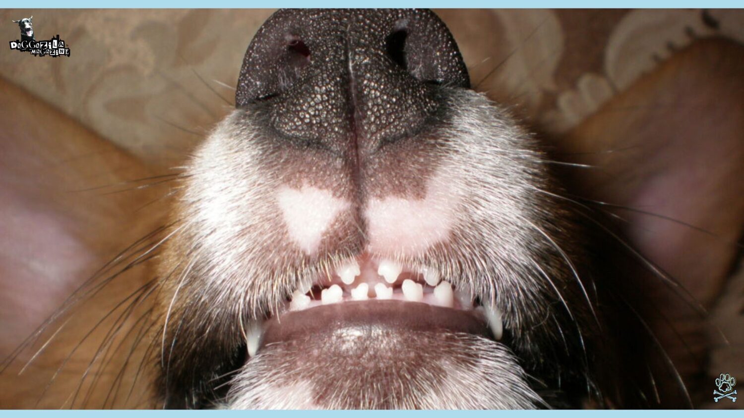 Dog Teeth Chattering: Causes, Care & Prevention • Doggozila Magazine