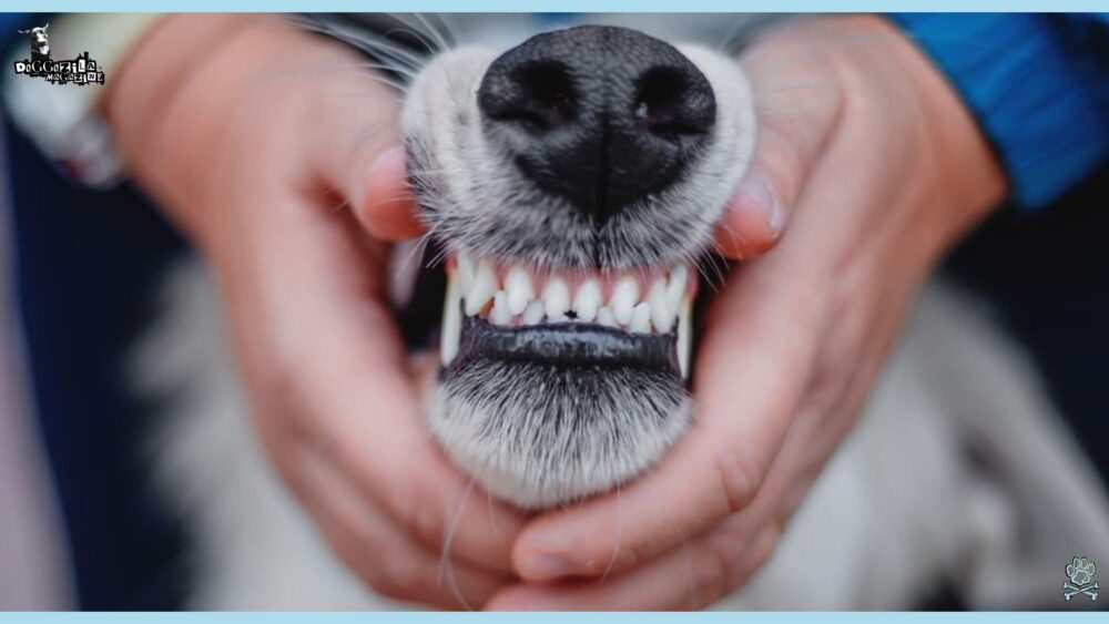 Dog Teeth Chattering: Causes, Care & Prevention • Doggozila Magazine