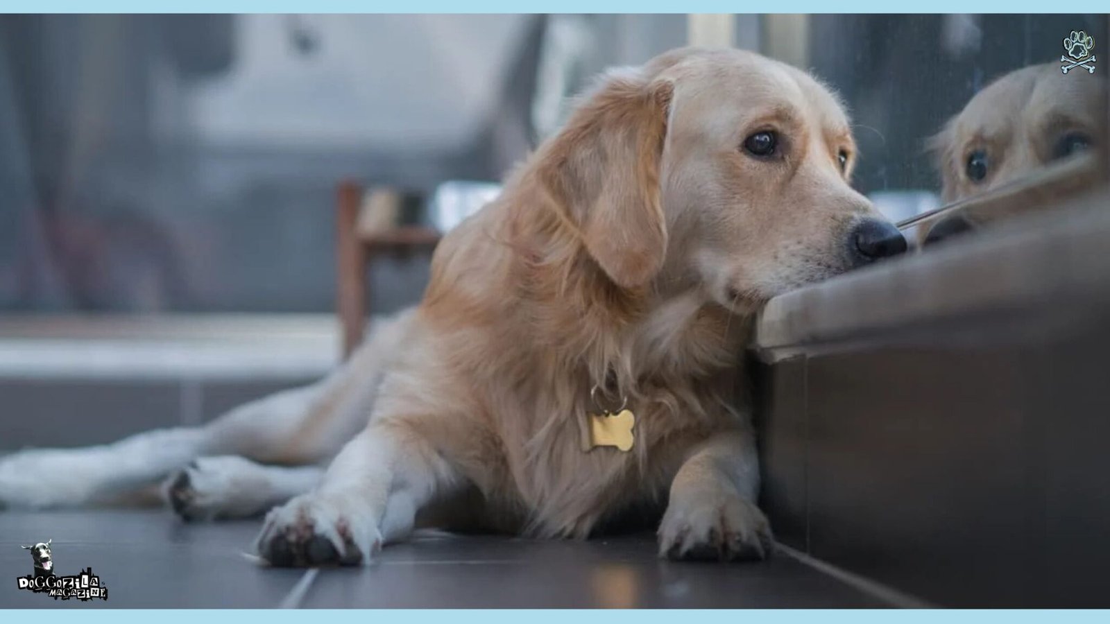 How to Know If Your Dog Is Sad: Bring Back Joy in Life – Doggozila Magazine