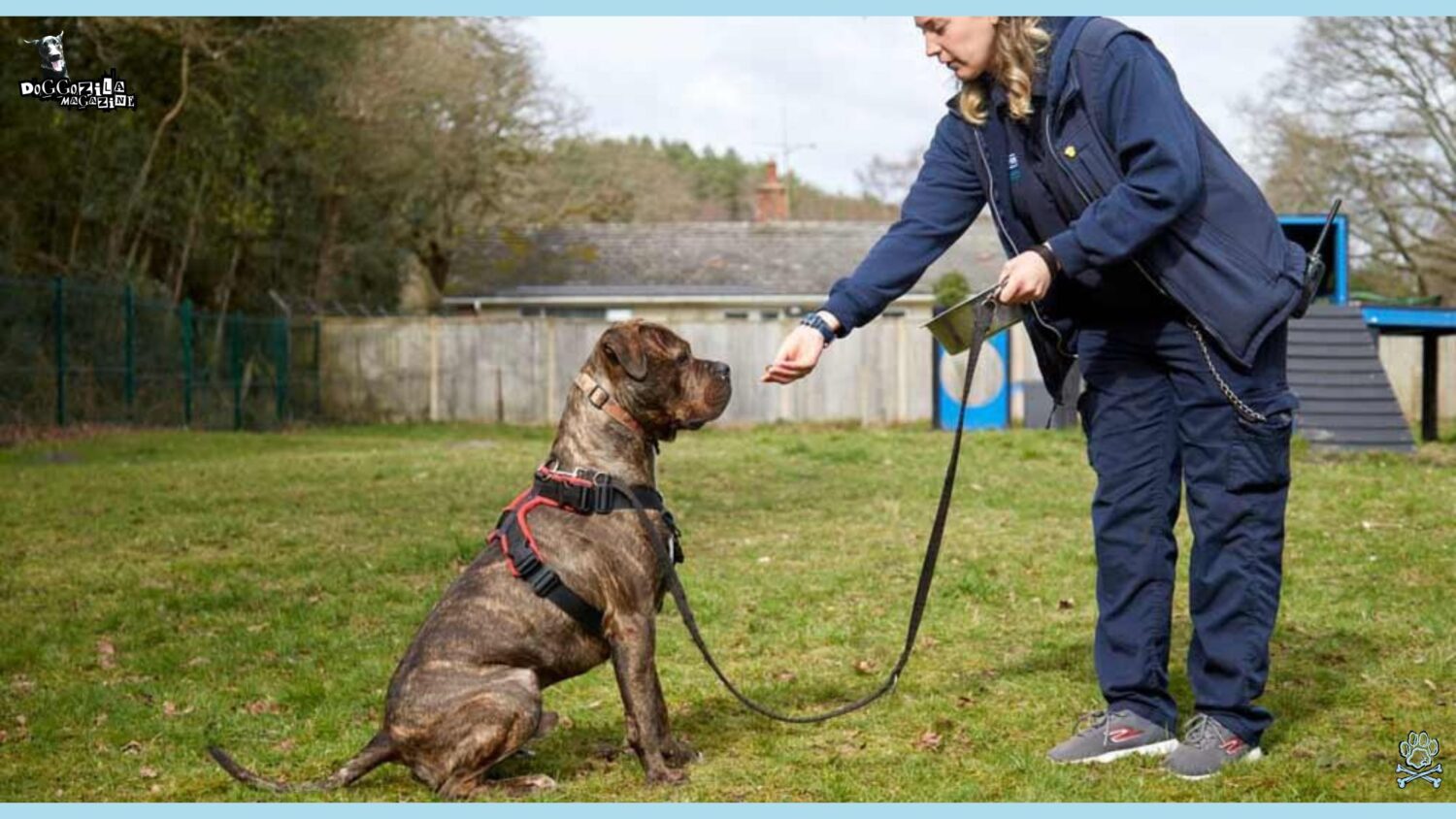 How to Teach Your Dog to Trade? Step By Step Guide • Doggozila Magazine