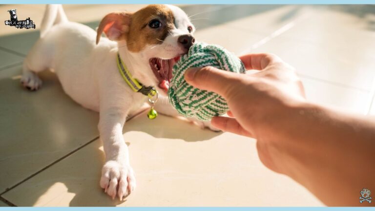 How to Teach Your Dog to Trade? Step By Step Guide • Doggozila Magazine