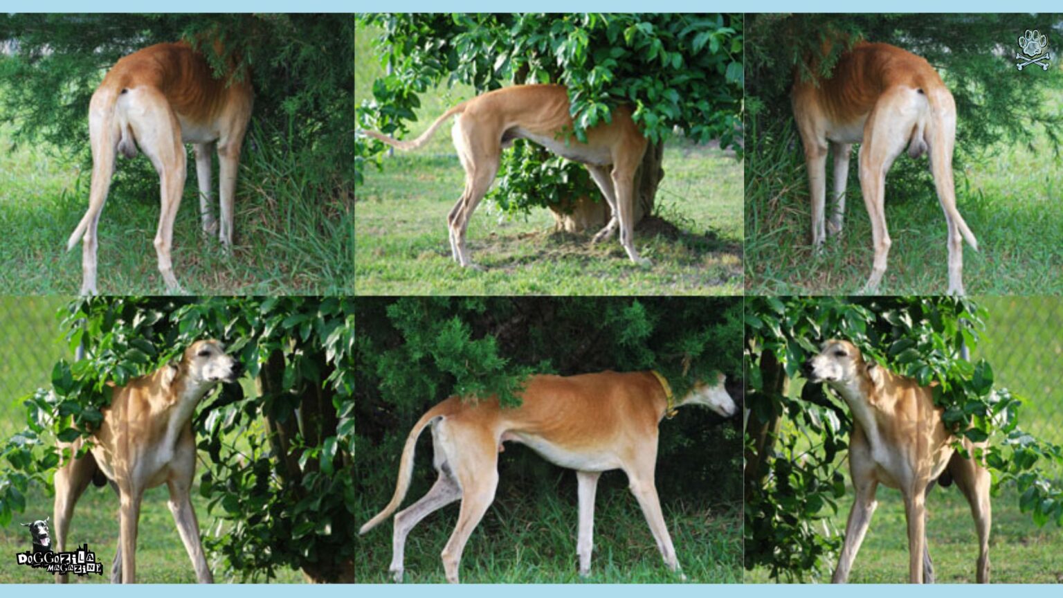 What Is Dog Trancing? The Curious Slow-Walk Ritual • Doggozila Magazine