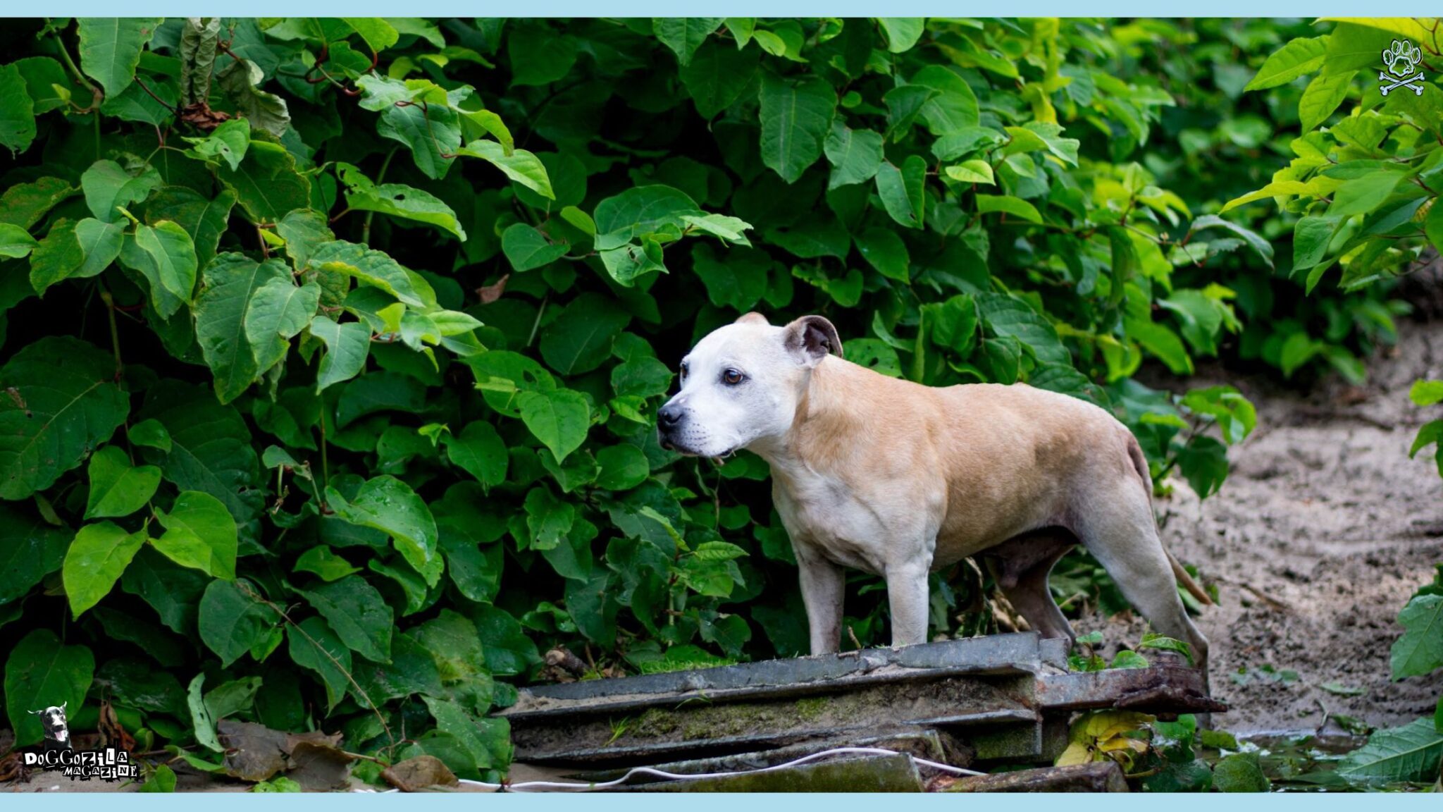 What Is Dog Trancing? The Curious Slow-Walk Ritual • Doggozila Magazine