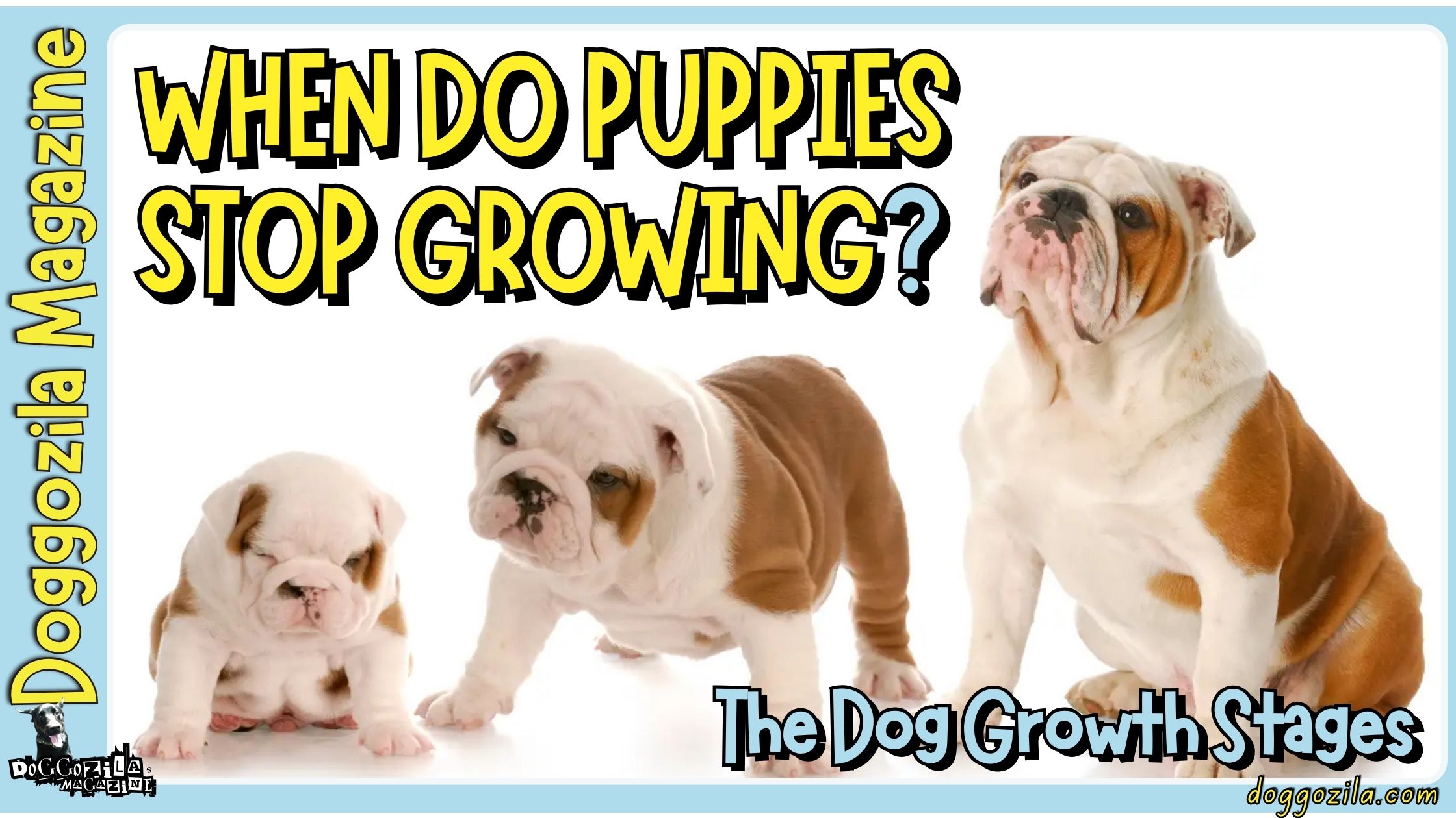 When Do Puppies Stop Growing? Dog Growth Stages • Doggozila Magazine