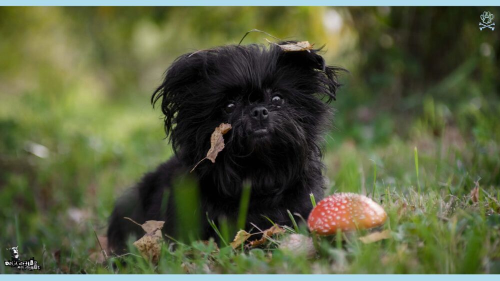 National Black Dog Day: Celebrate The October 1st • Doggozila Magazine