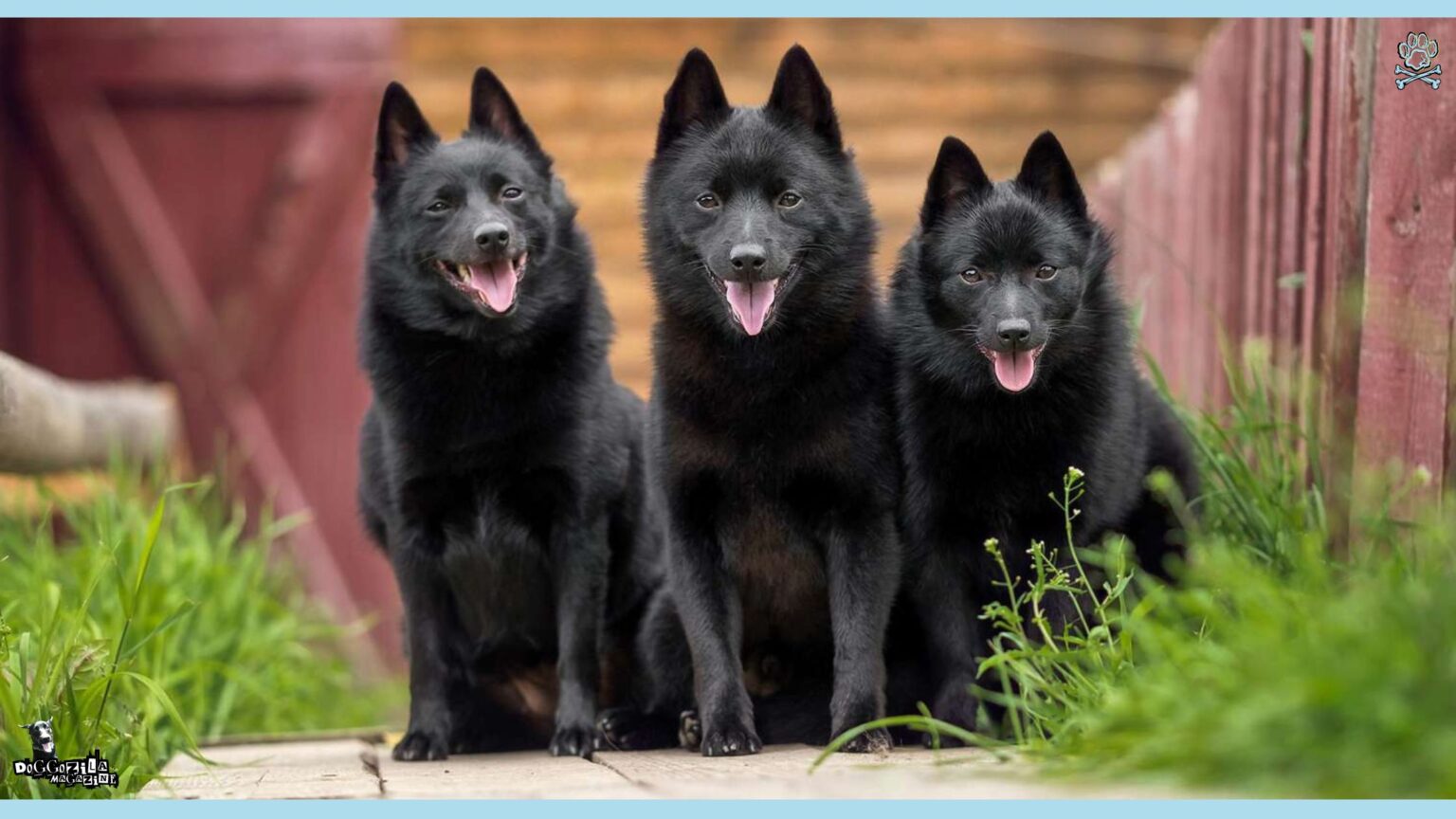 National Black Dog Day: Celebrate The October 1st • Doggozila Magazine