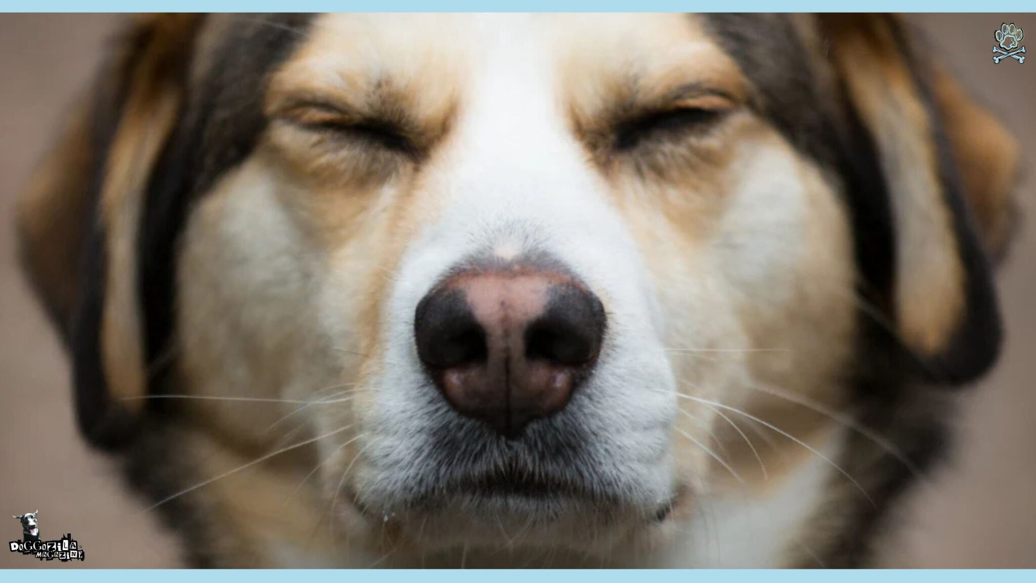 Do Dogs Get Grumpy When They Get Older? – Doggozila Magazine