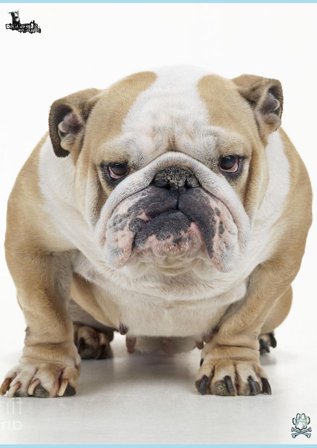 Do Dogs Get Grumpy When They Get Older? – Doggozila Magazine