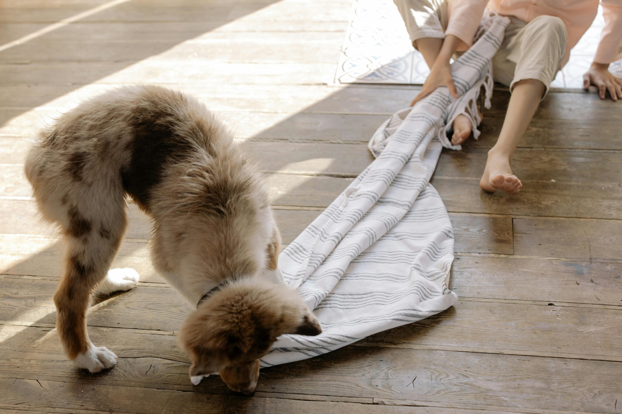 Indoor Games To Play With Your Dog and Have Fun • Doggozila Magazine